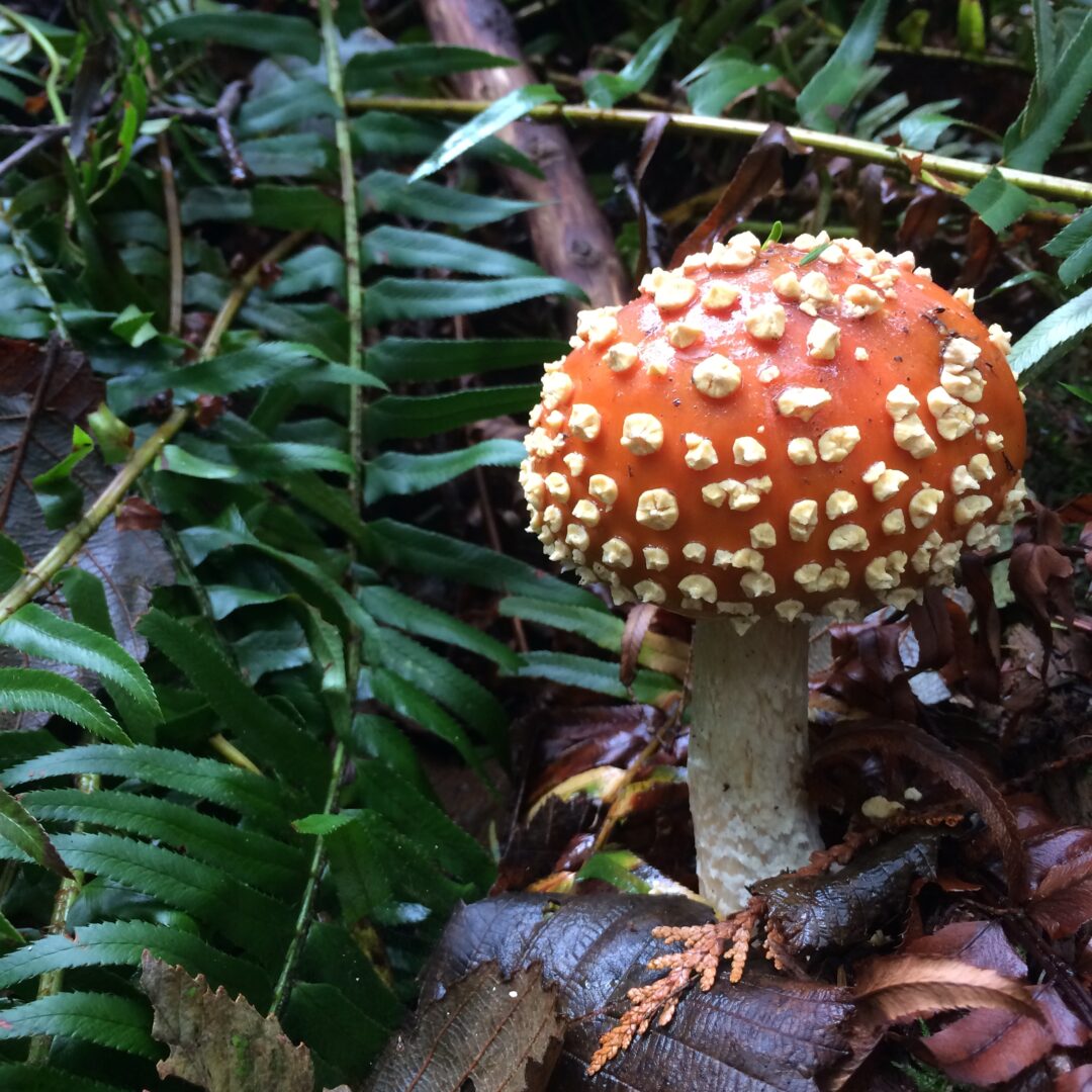 Things to Do in Seattle in the Fall - Autumn Activities and Day Trips ...