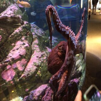 10 Things to Do in Seattle in April & May | WanderBIG.com